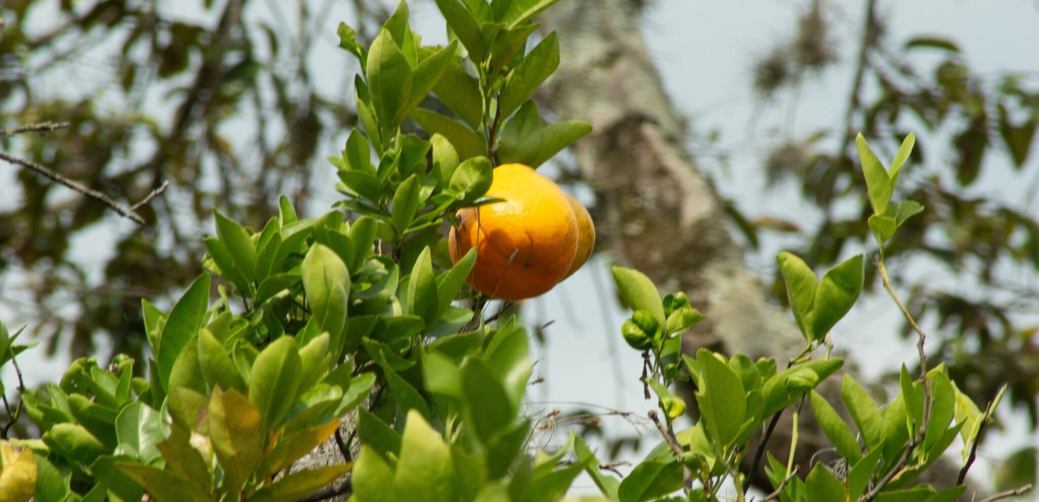 ¿Qué es el digestato? - Novatio